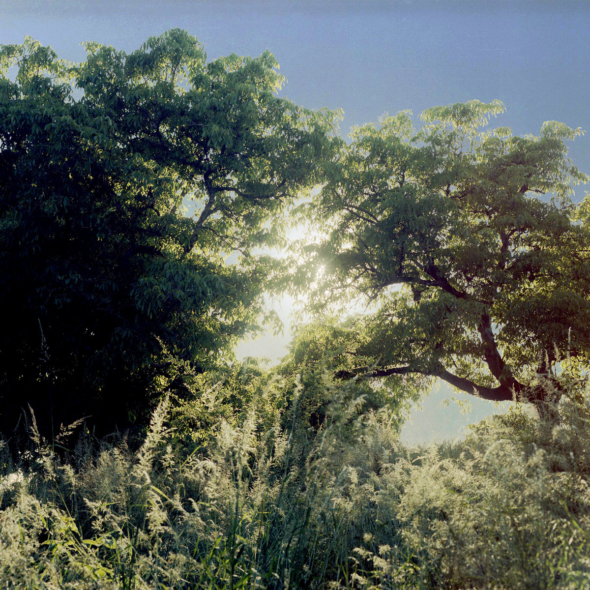 Wild Magnolias | Dakota Theim