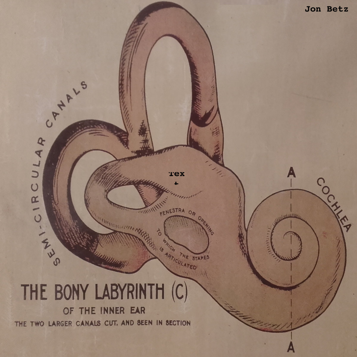 The Bony Labyrinth | Jon Betz