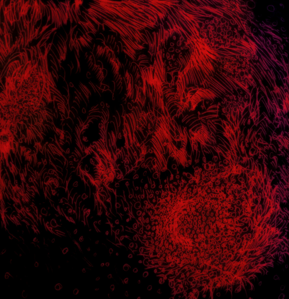 Odprawa pedałów polskich | coshma lynn + kapela zagrożone gatunki | malin