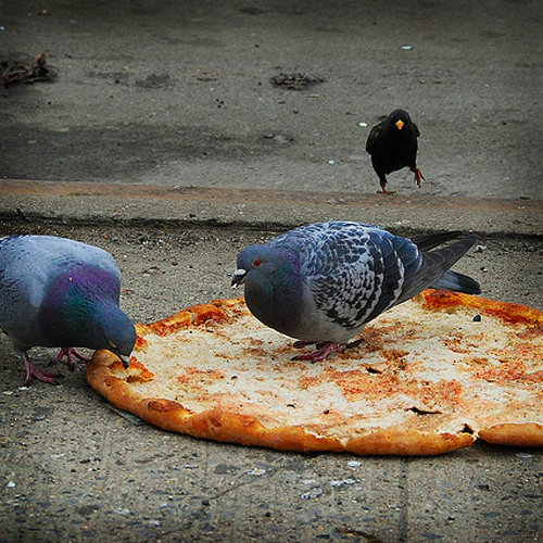 Pigeon Pizza | Bonniwells