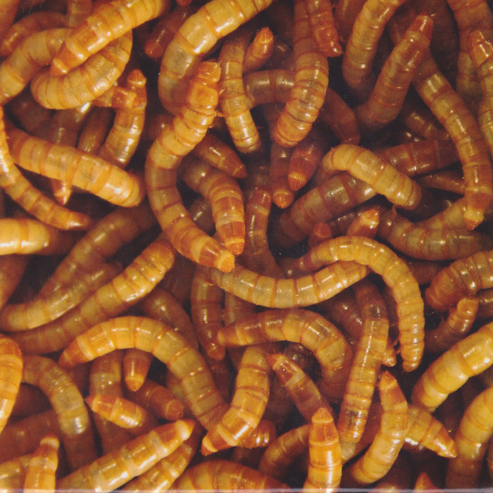 Silver machine | project grudge