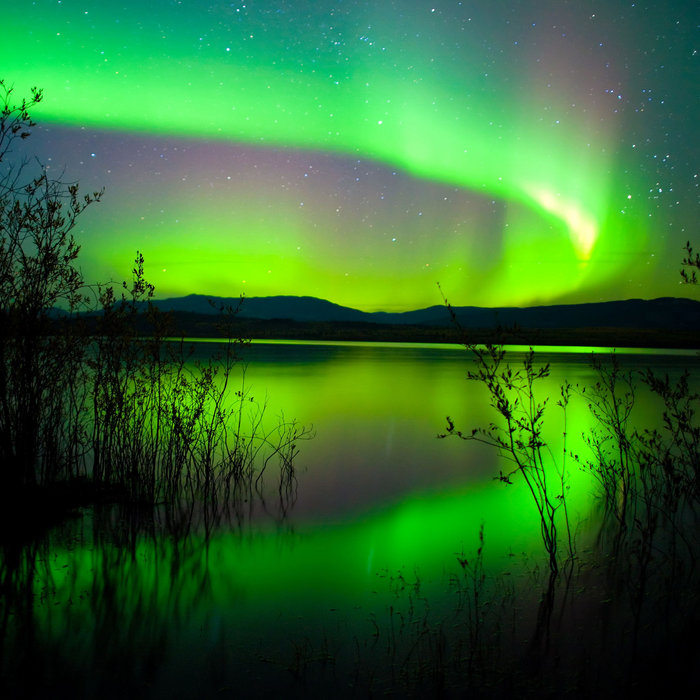 Splendiferous Coniferous | Splendiferous Coniferous