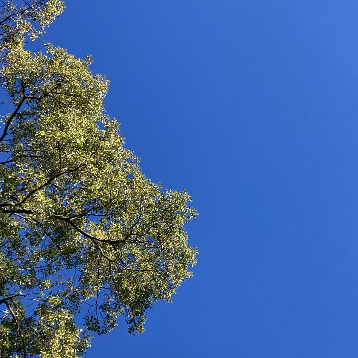 Particle1 | Roger Haddad