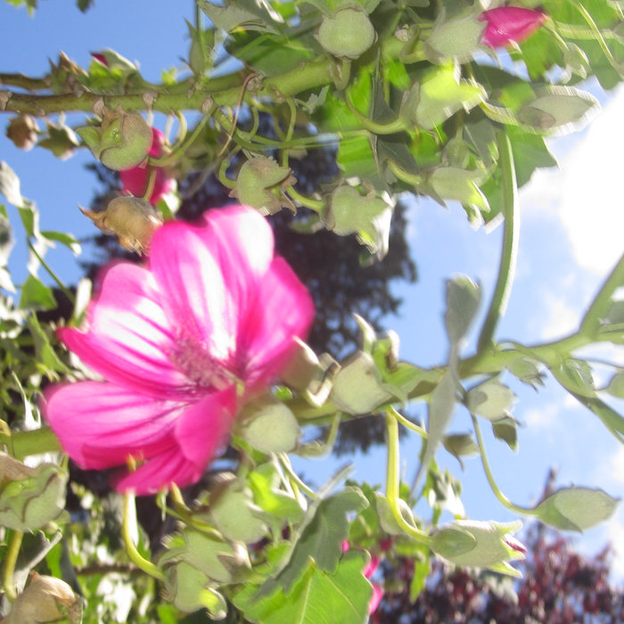 no matter (joey nebulous cover) | meta petal