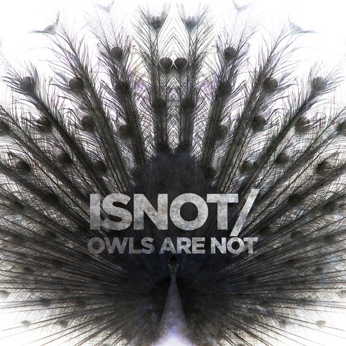 isnot | Owls Are Not