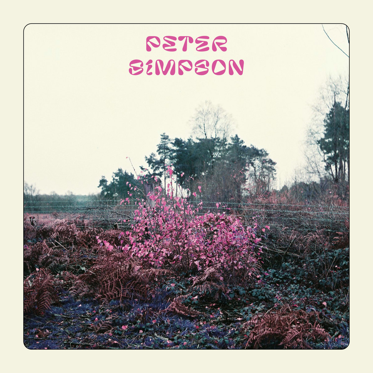 Peter Simpson | Peter Simpson