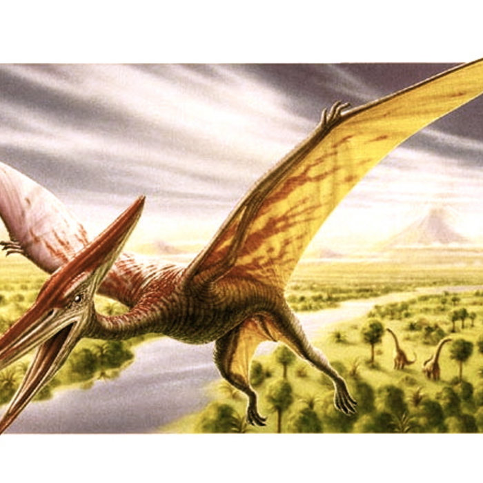 Pterodactyl | Human Hologram