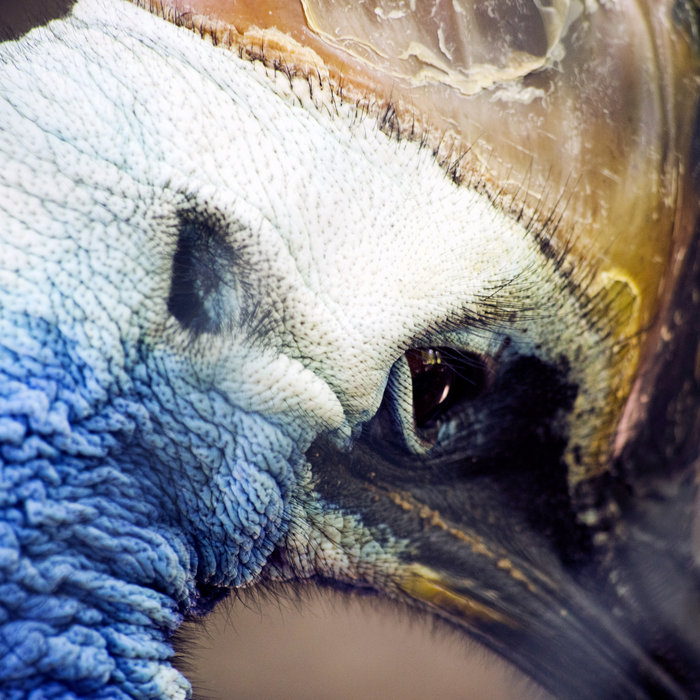 Casoar (2023) | Jordane Prestrot | J. Prestrot