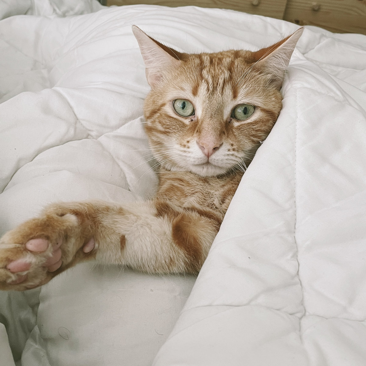 Gabey Wabey Baby | fox.gif