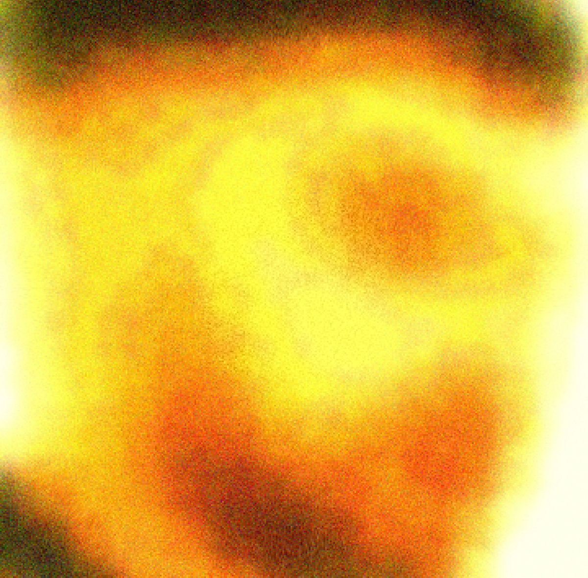 BWK LP | belgranowhitekid