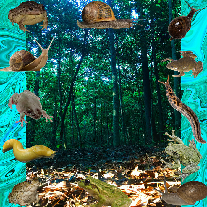 Slime Time | Forest Mollusk vs. Forest of Frogs | Forest of Frogs