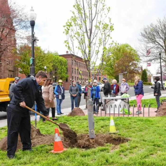 Greenfield's Greening | Fidla Kielty