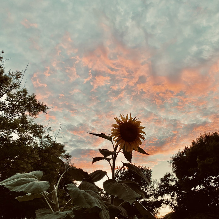 Sunny Disposition | Sunny Disposition