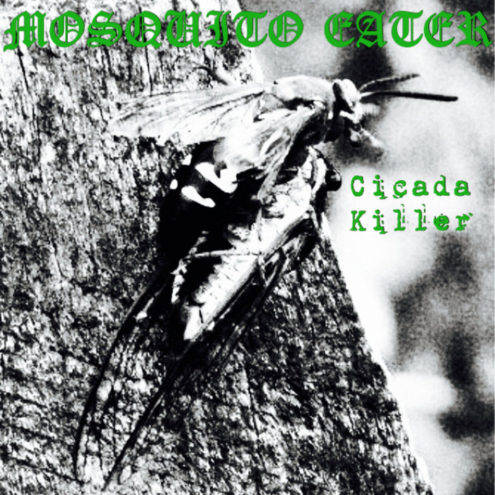 Cicada Killer | Mosquito Eater | Nature Noise Wall