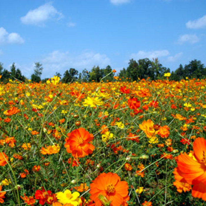 Wildflower | Darren Klein