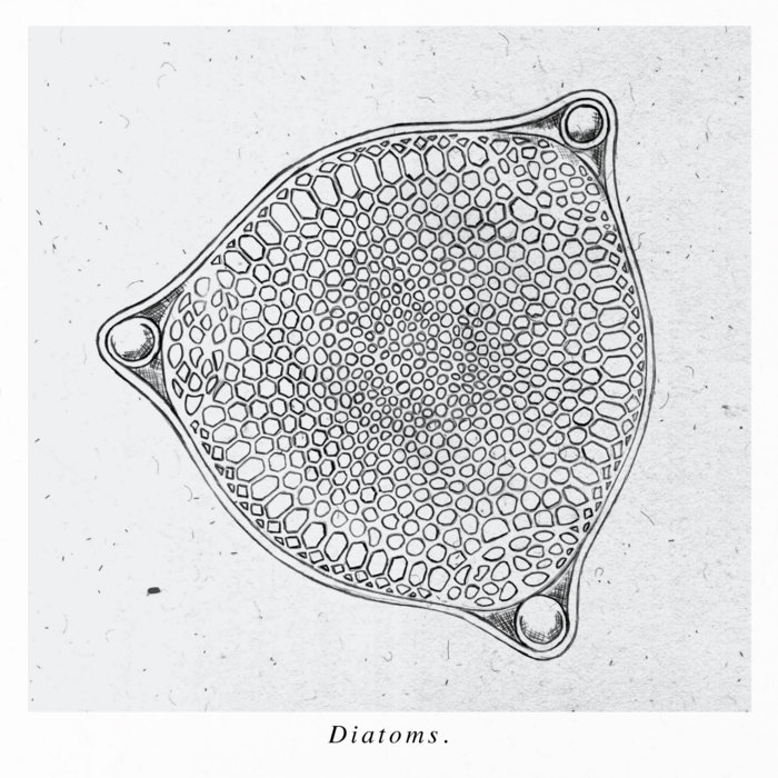 Diatoms | Arran Poole