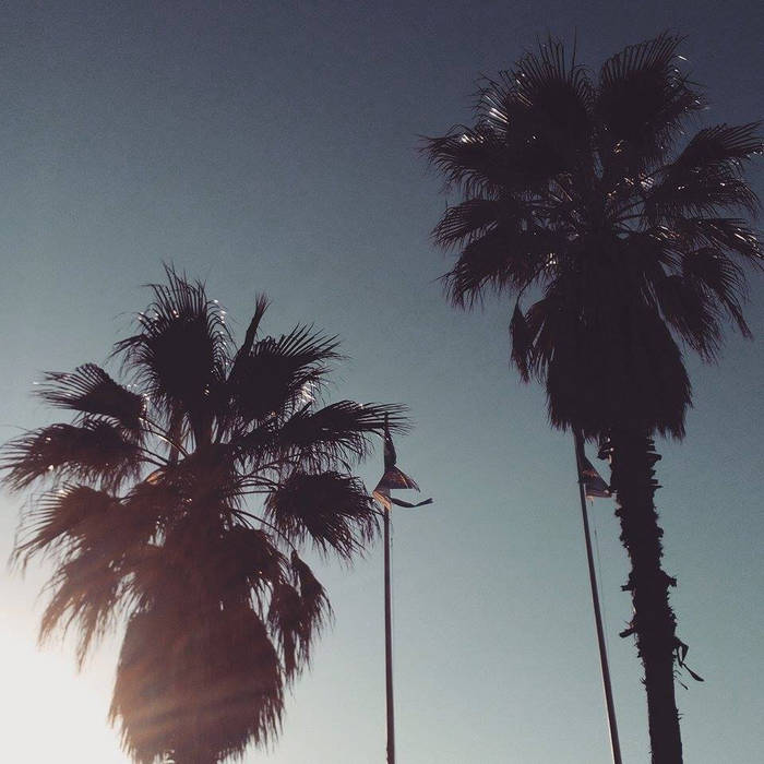 Palm Tree Tumblr Background