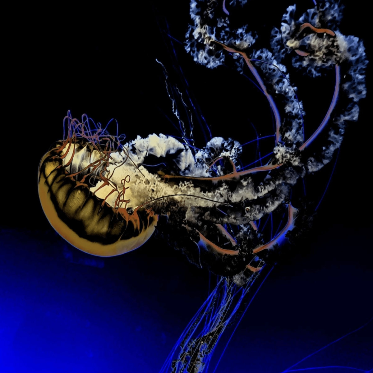 Incandescent (Remastered) | Adult Insects