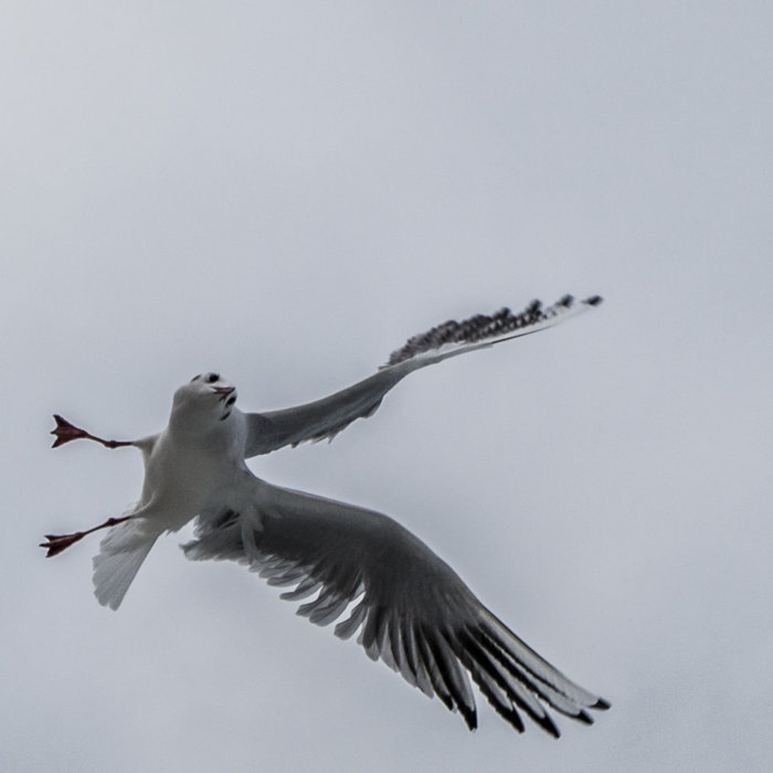 Wannabe | Wolf Márk