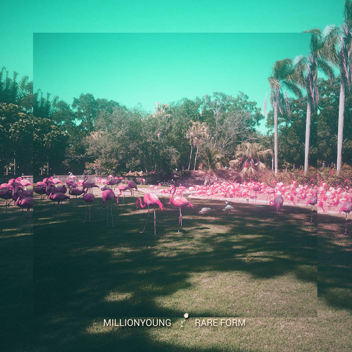 Rare Form | Millionyoung