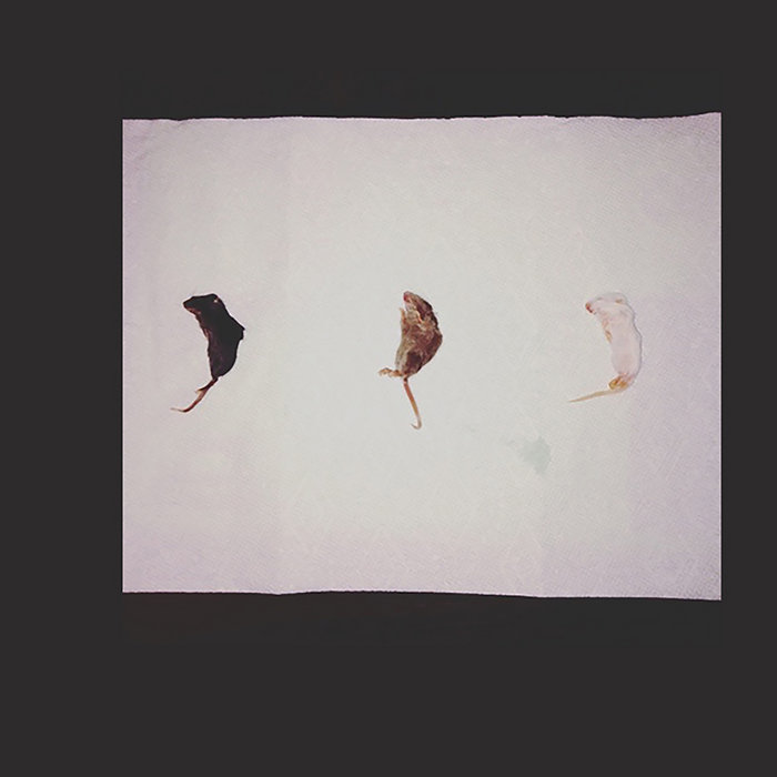 soothouse | Aloha Machine