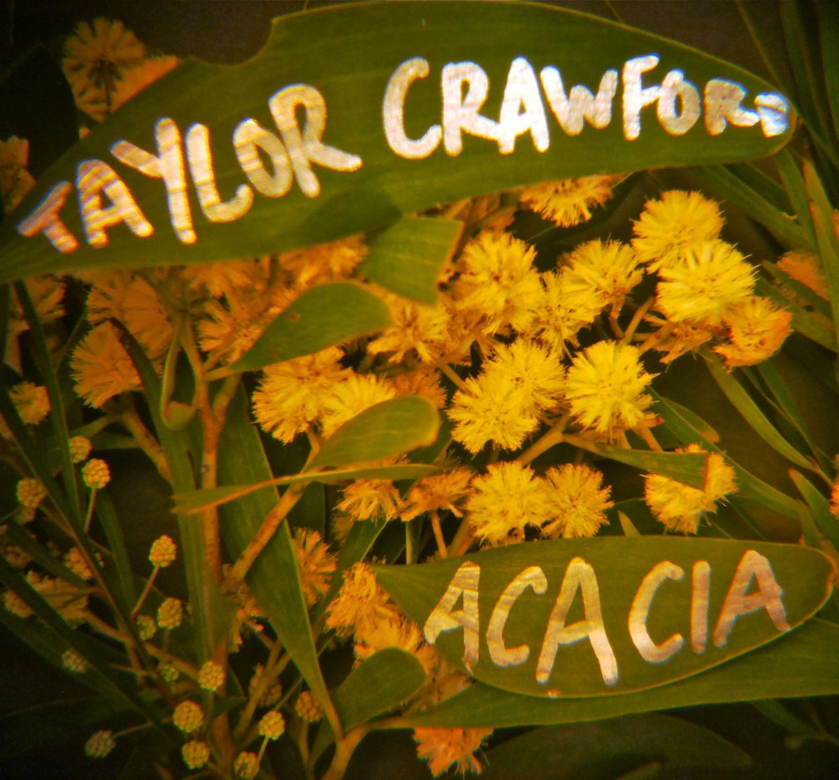 Acacia | Taylor Crawford