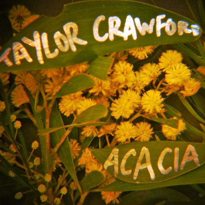 Acacia | Taylor Crawford
