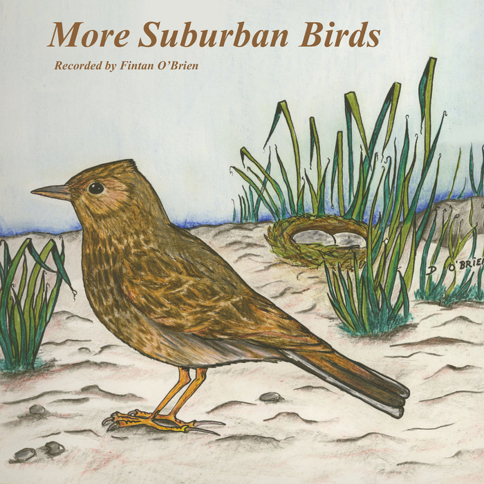 More Suburban Birds | Fintan O'Brien