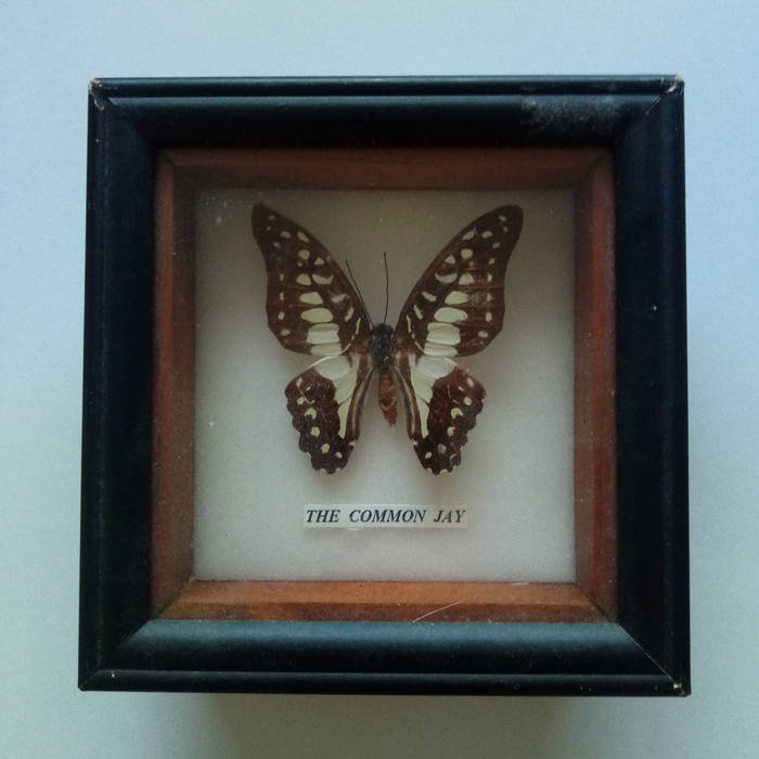 A Common Jay | Blaise Watt | totallyrealprobablynotfake