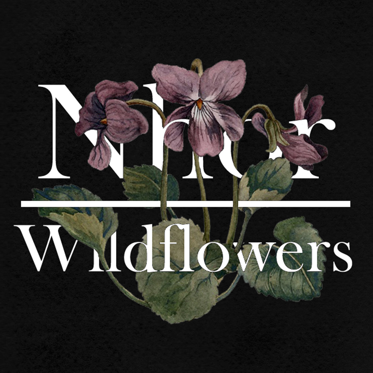 Wildflowers: Winter | Nhor