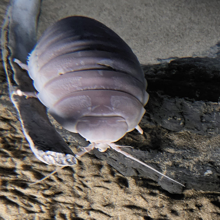 Isopoda | Vista Pacifica