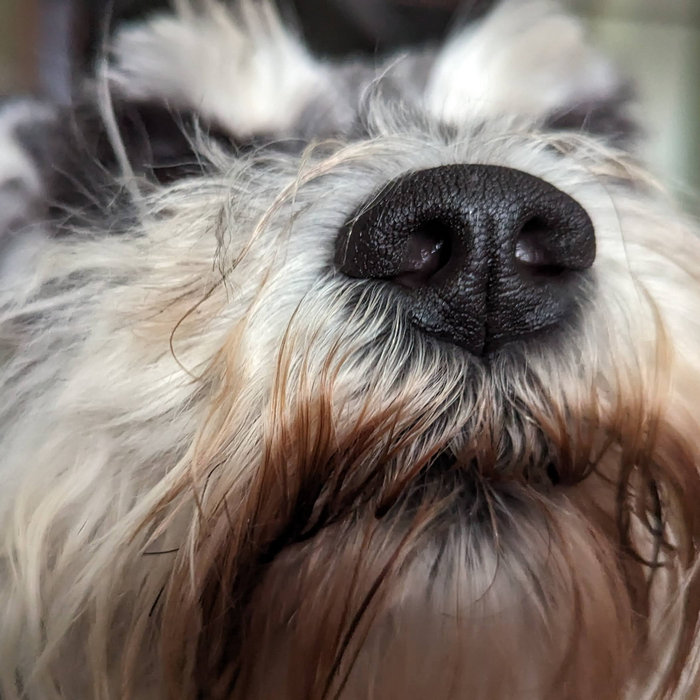 Not Serious People | Elastic Bandito