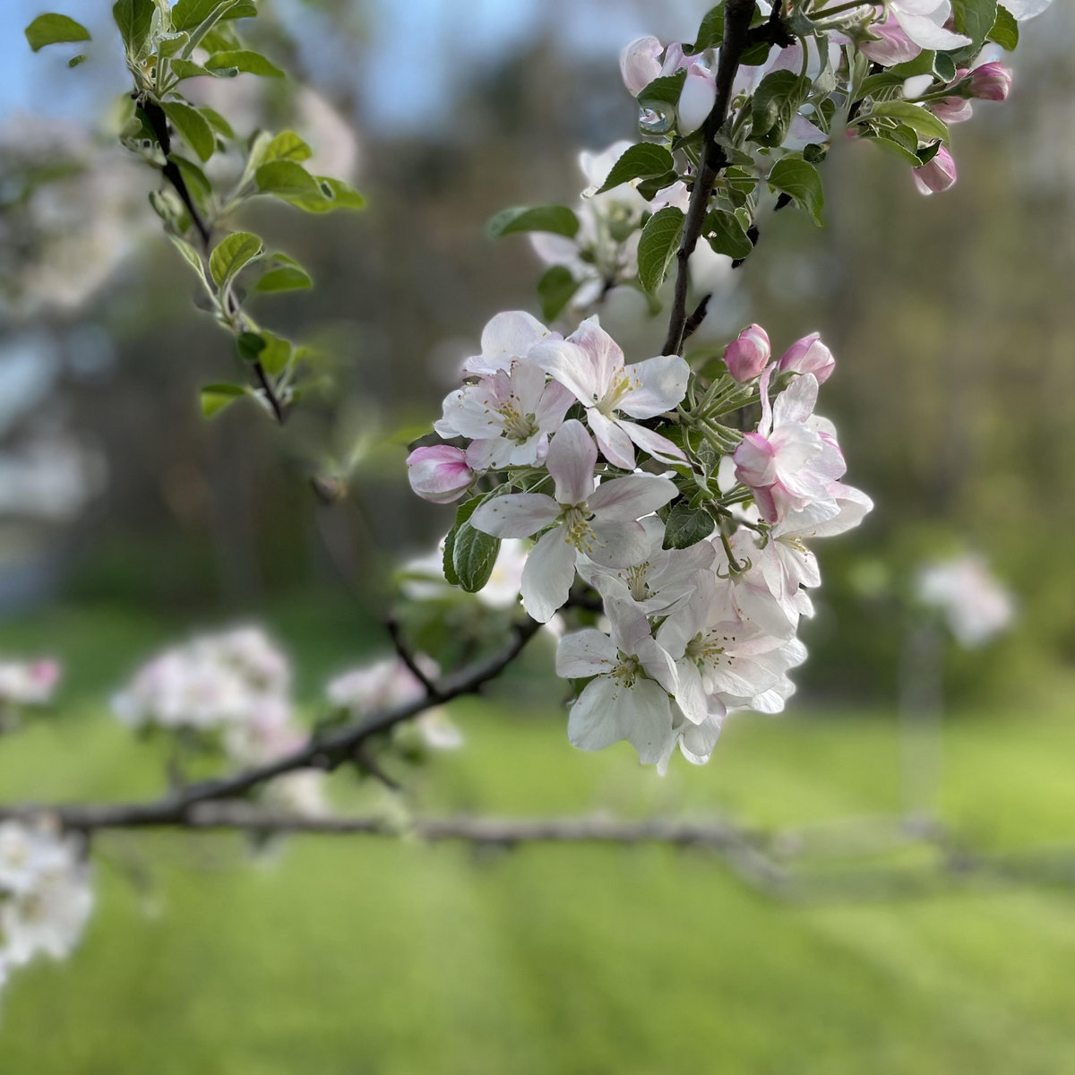 Selection | Austin Barney