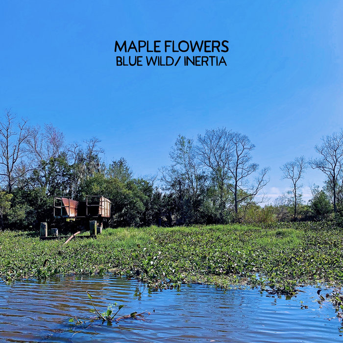 Blue Wild/Inertia | Maple Flowers