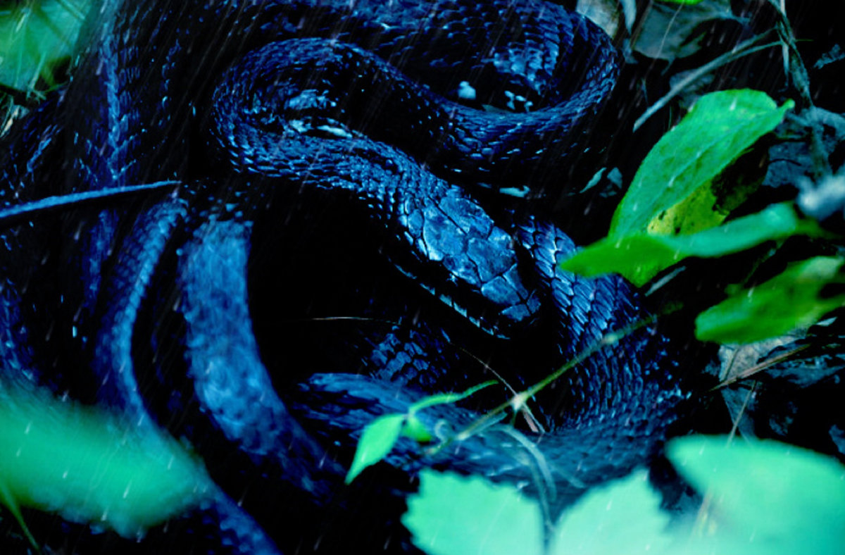 Temperate Rainforest Snakes