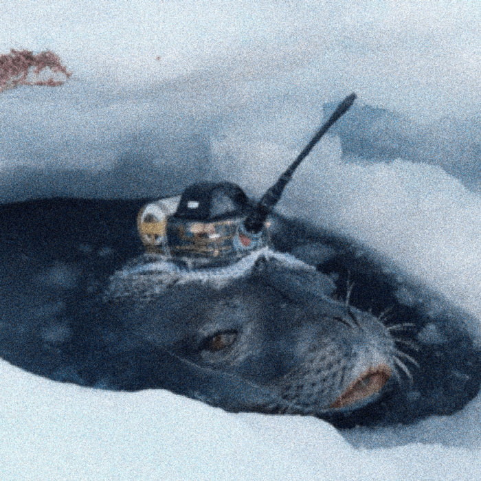 pinniped ~ hiding beneath the water | pinniped