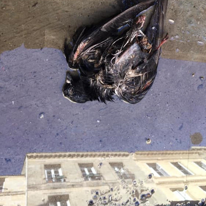 Sick Of Shit Hole | Trace De Mort