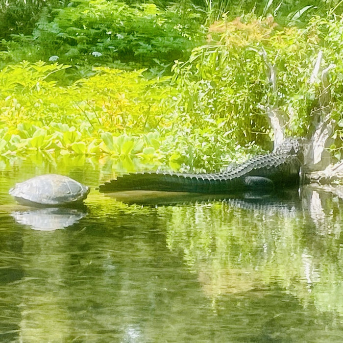 kleptomanic impulse | Parchment Farm