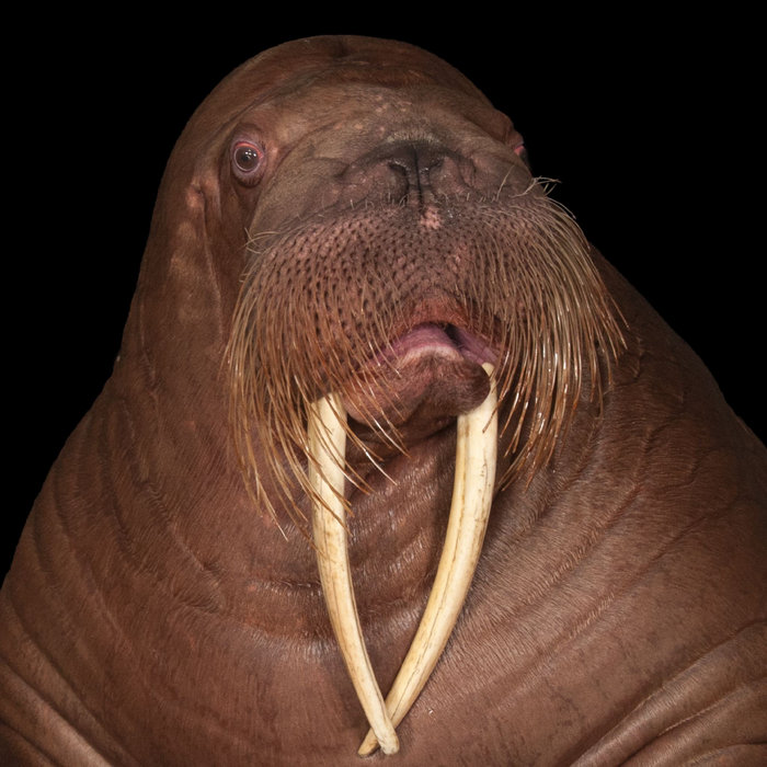 Constipated Walrus | MC Shithead