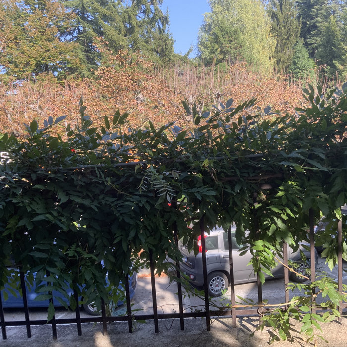 Summer weapons 2024 | Flavio DecSamtis | FLAVIONE