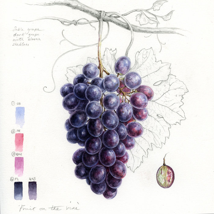 Fruit On The Vine | Gavin Sutherland and Terry Butters | Gavin Sutherland