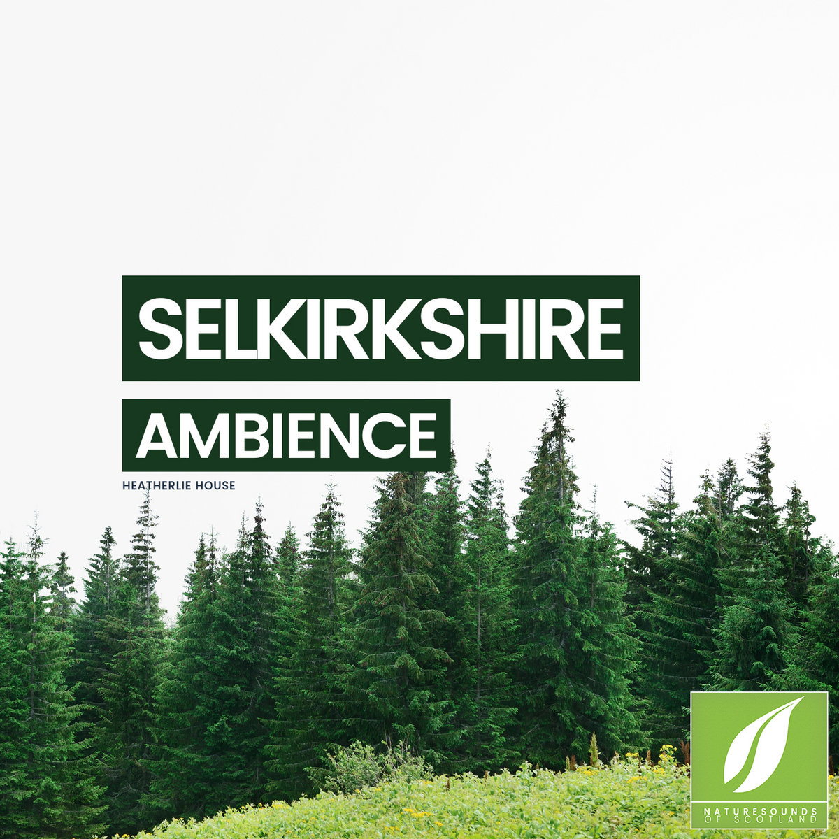 Summer Forest Sounds In Scotland Binaural Ambience And Nature Sounds