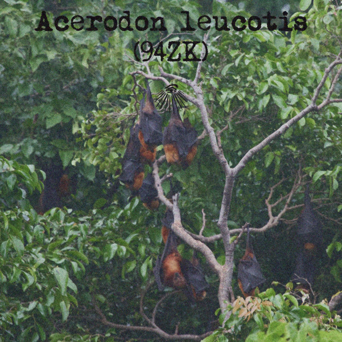 Acerodon leucotis | Bat Watcher | Catalogue of Life