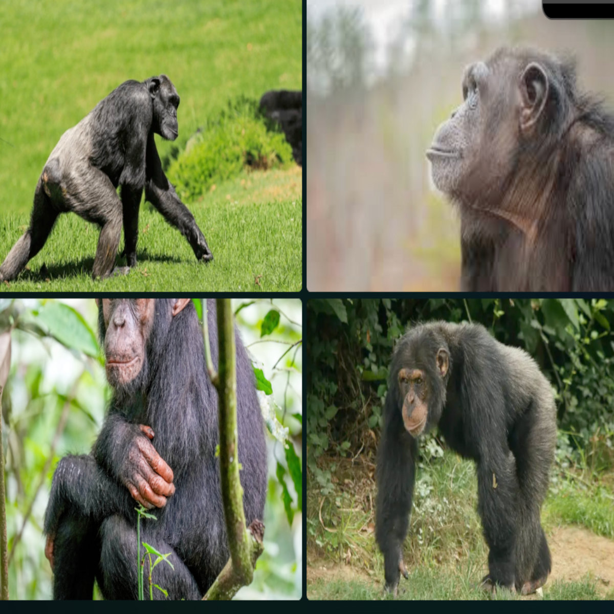 High Quality Chimps | USCS