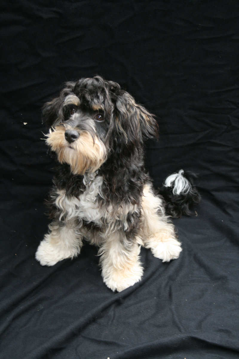 Black, brown, grey dog. | Peter Bodin