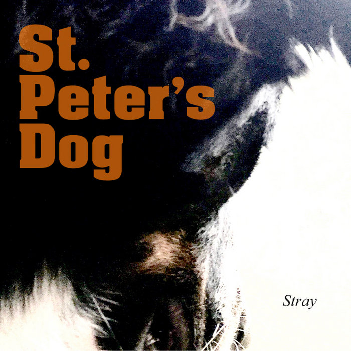 Stray | St. Peter's Dog