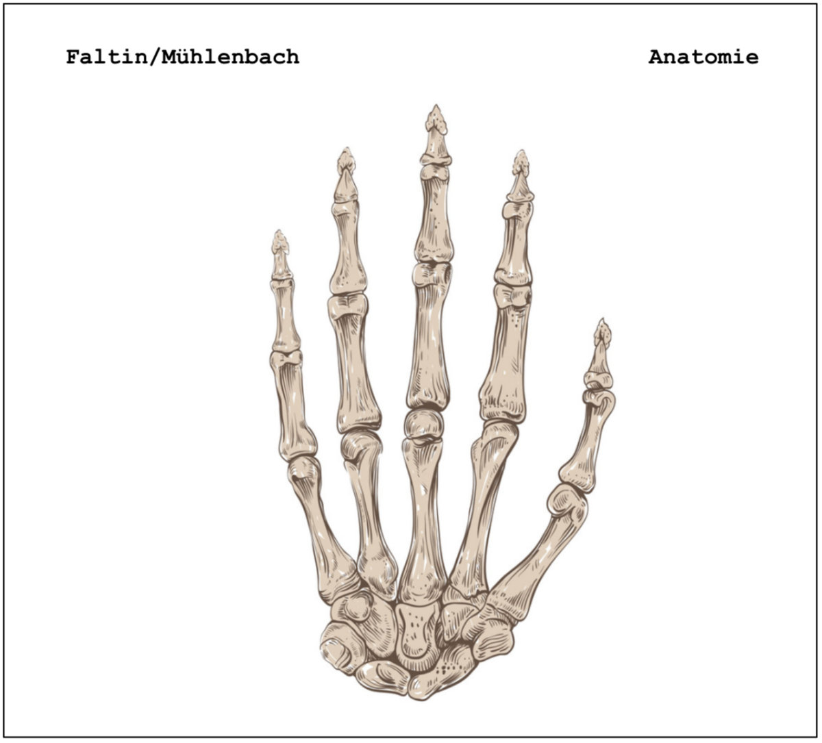 Anatomie | Faltin / Mühlenbach