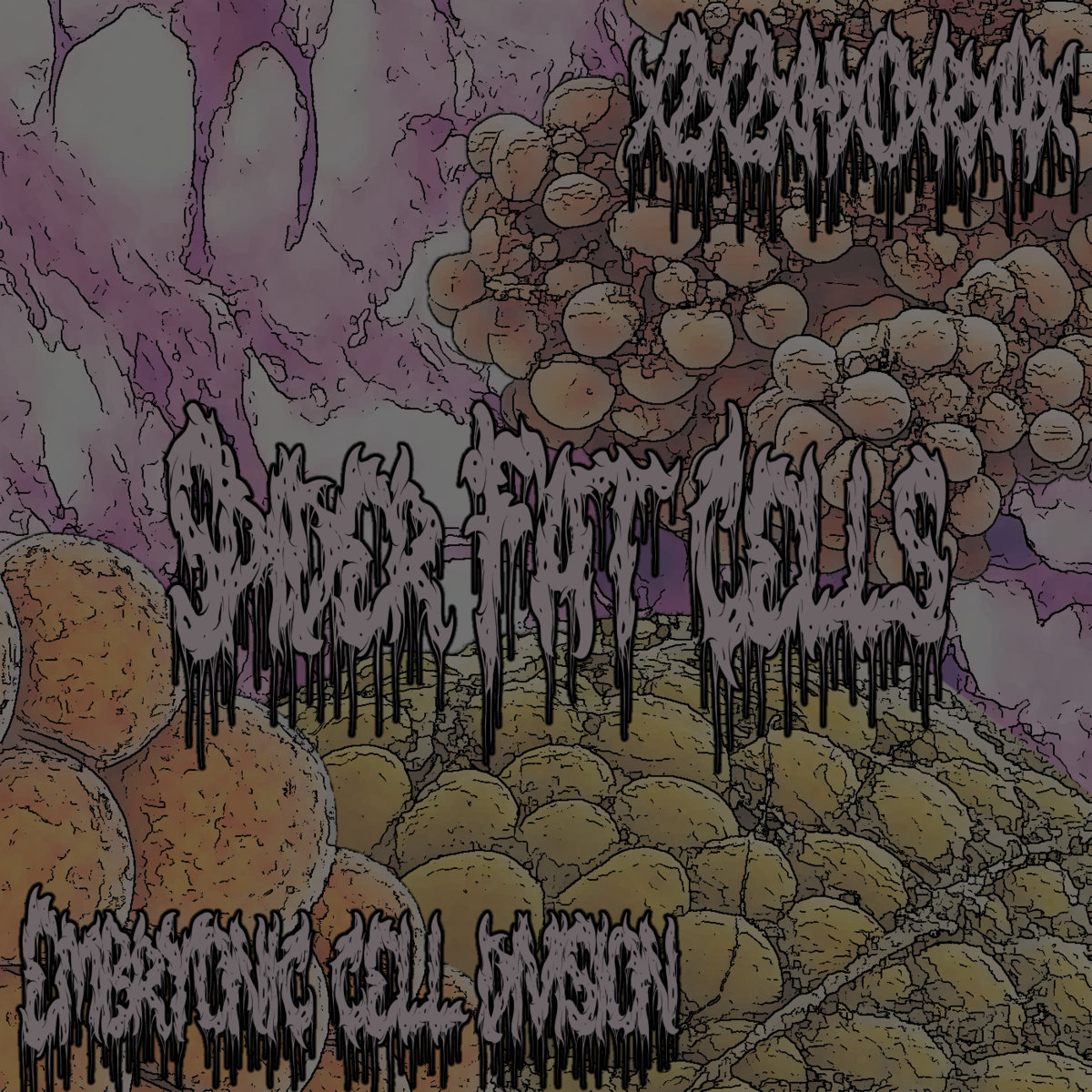 Spider Fat Cells (My Side Of The Embryonic Cell Division Split ...
