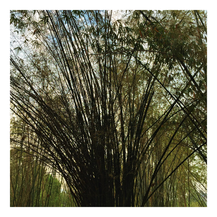 aerial | arboreal