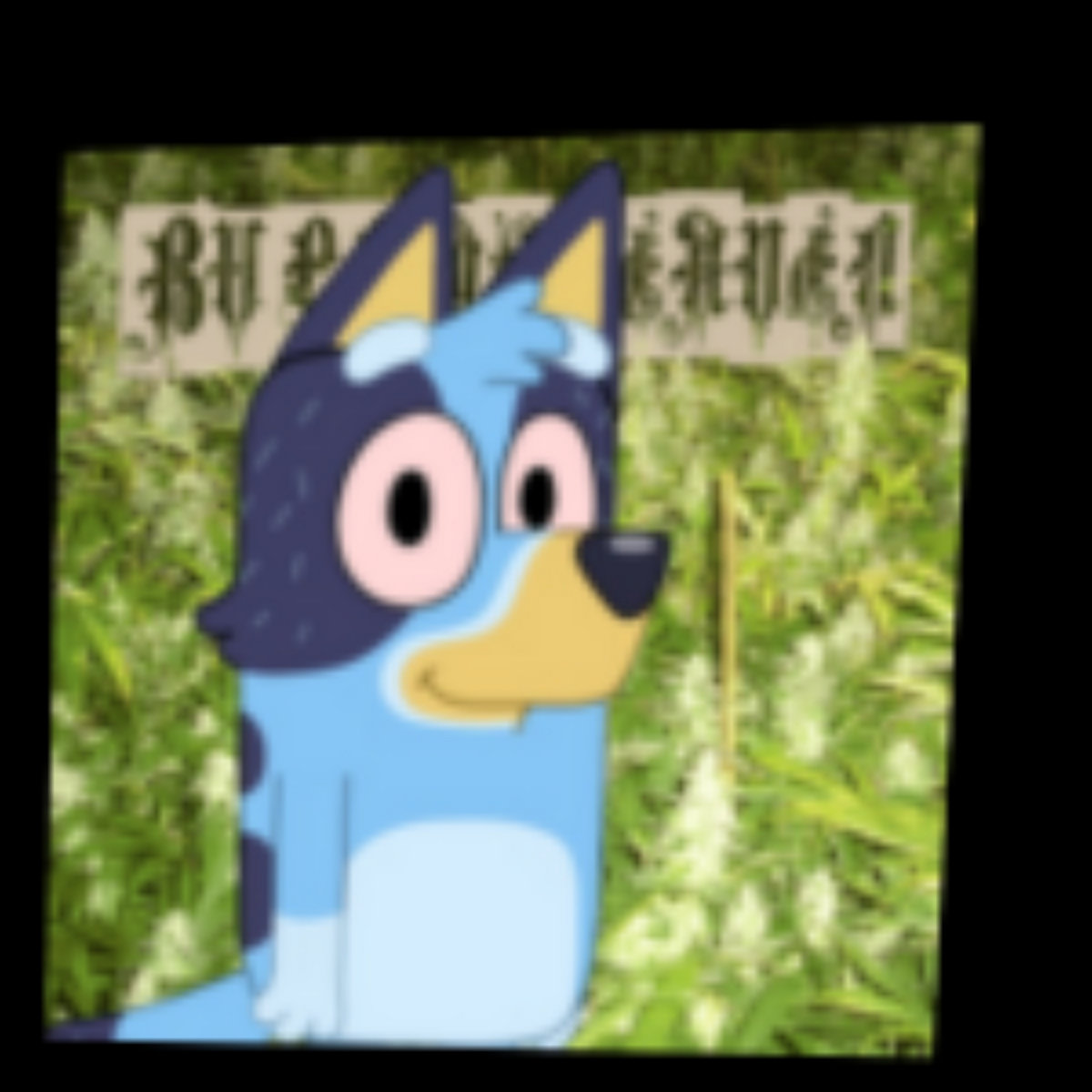 001: Weed Problem | Bluey of Heaven | Sign Up for an Artist Account Records